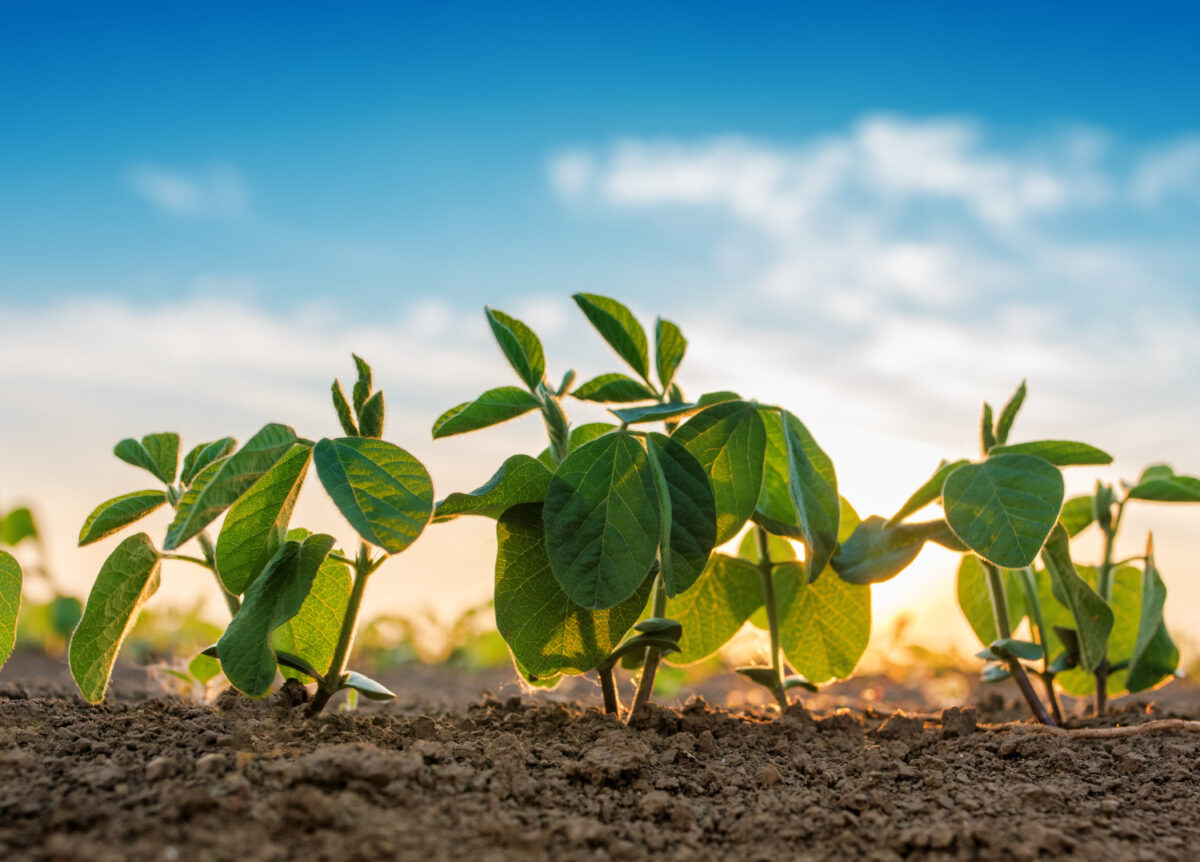 Northern Soy Marketing – Changing the Language of Soybean Quality