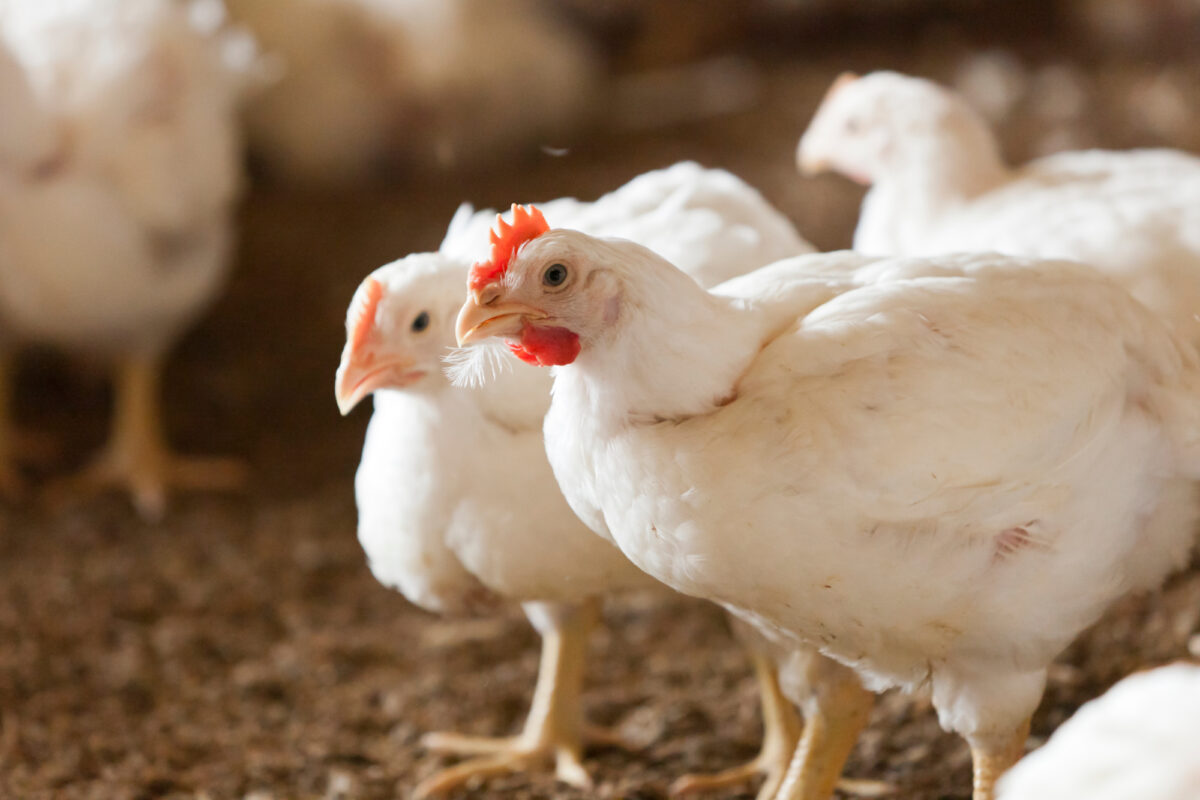 From bean to bird: Innovative tools highlight superior value of ...